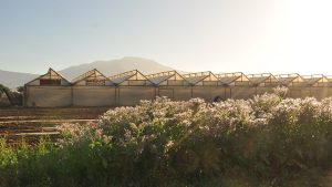 Maria Pinto – Antufen Seeds